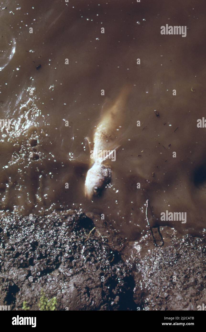 Suffocated fish are a frequent sight at the inner city viaduct area ...