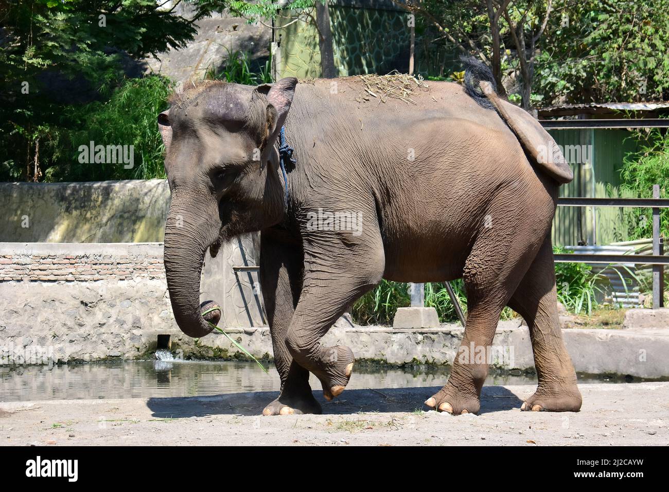 Asian elephant, Asiatische Elefant, Elephas maximus, ázsiai elefánt ...