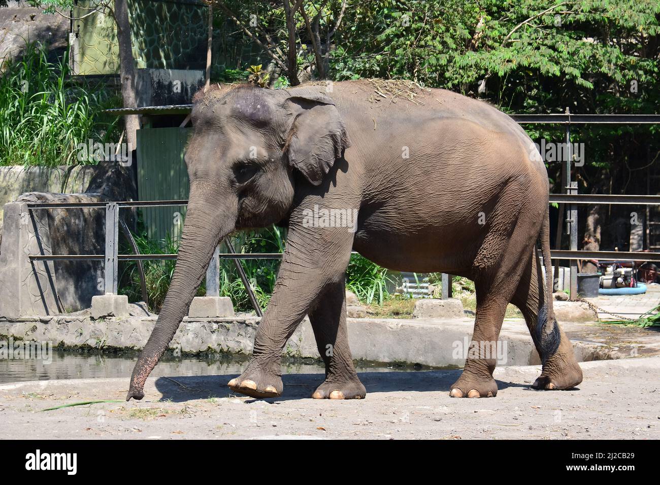 Asian elephant, Asiatische Elefant, Elephas maximus, ázsiai elefánt ...