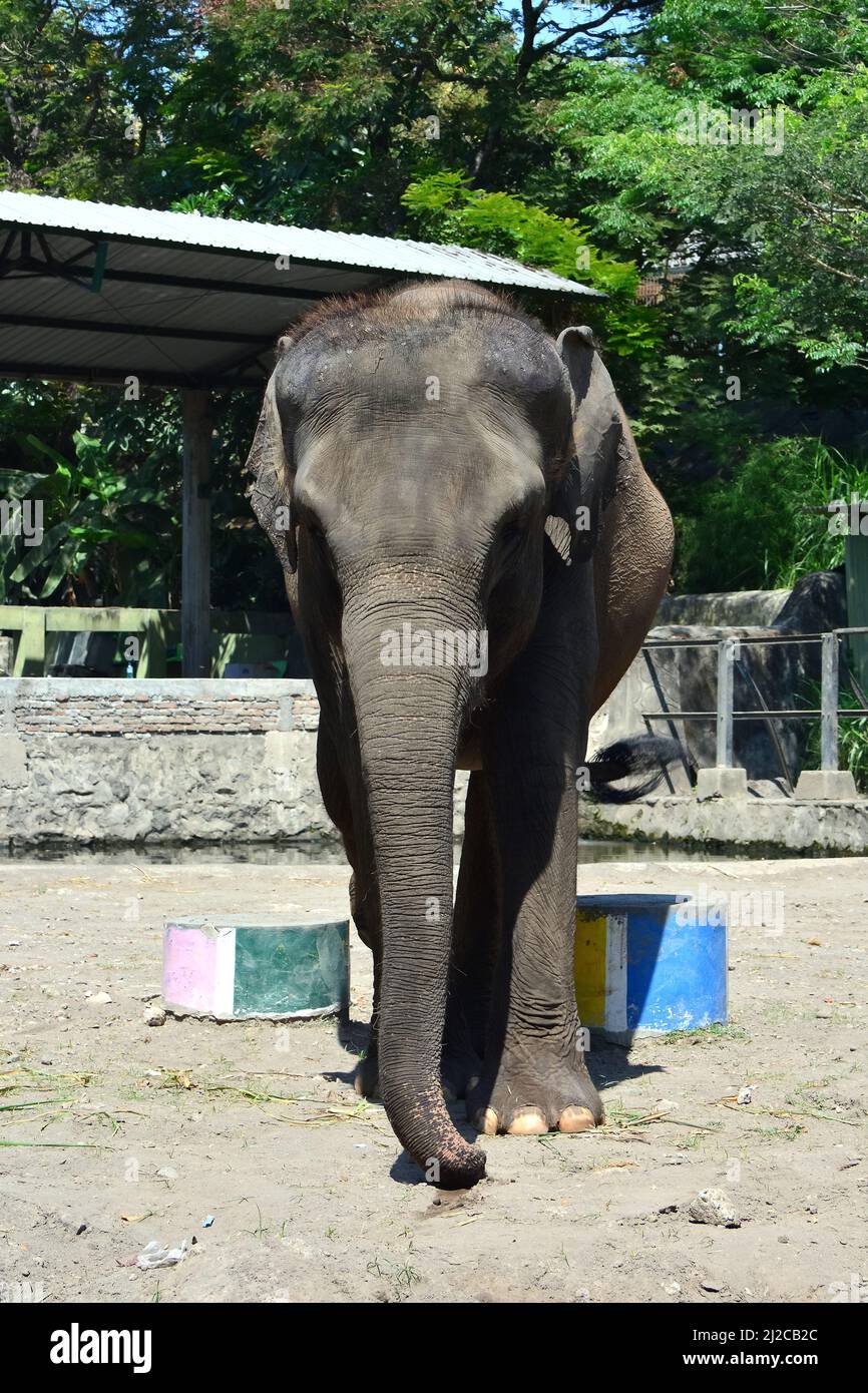 Asian elephant, Asiatische Elefant, Elephas maximus, ázsiai elefánt ...