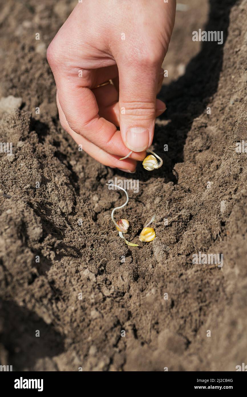 Womans hand planting young seedling of corn Stock Photo - Alamy