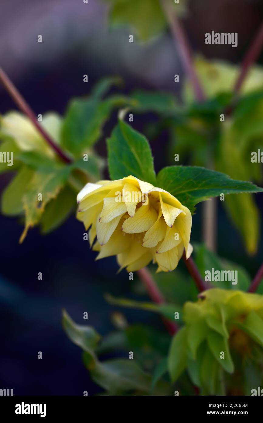 Helleborus yellow crossing hi-res stock photography and images - Alamy