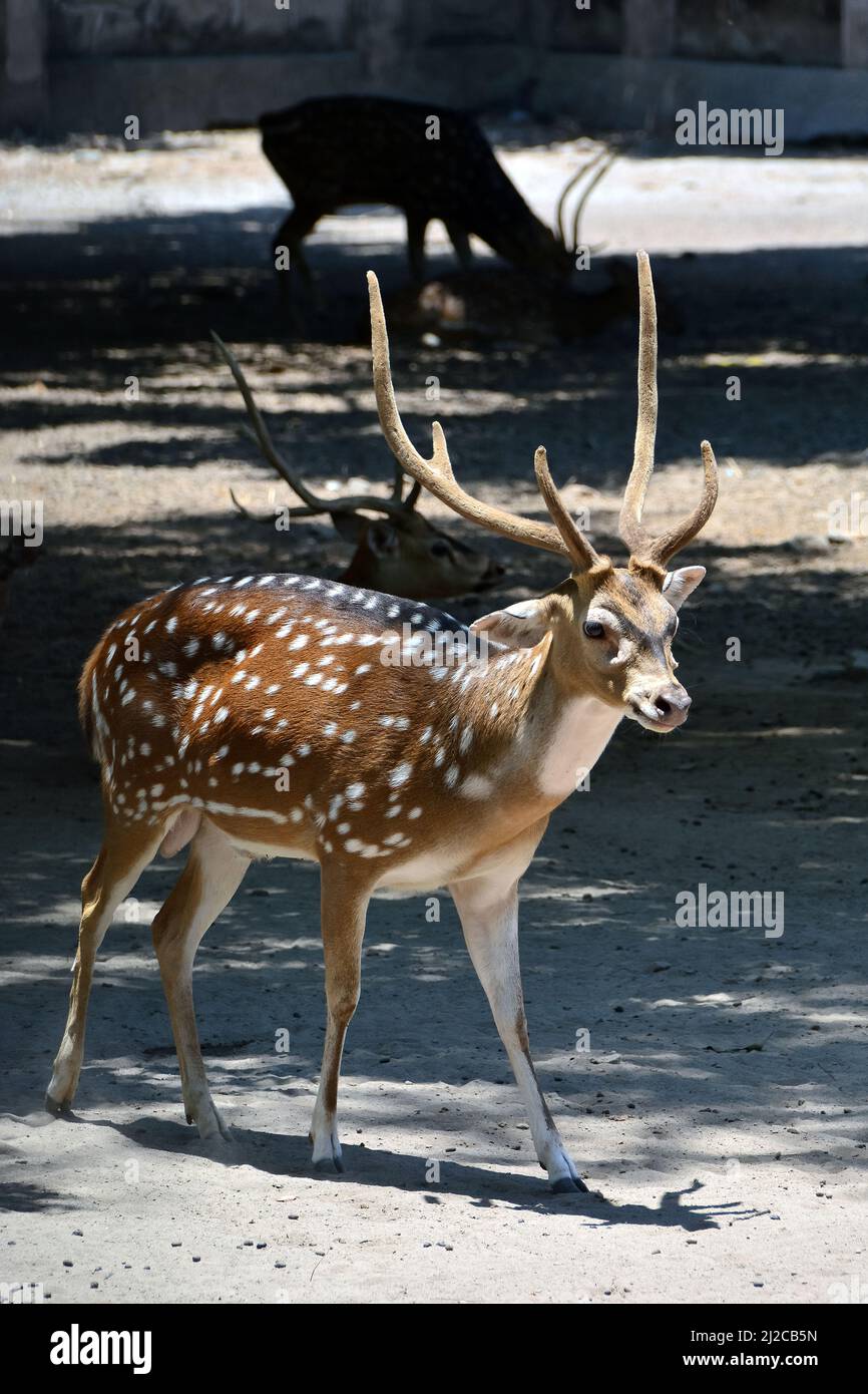chital, spotted deer or axis deer, Axishirsch, Axis axis, pettyes ...