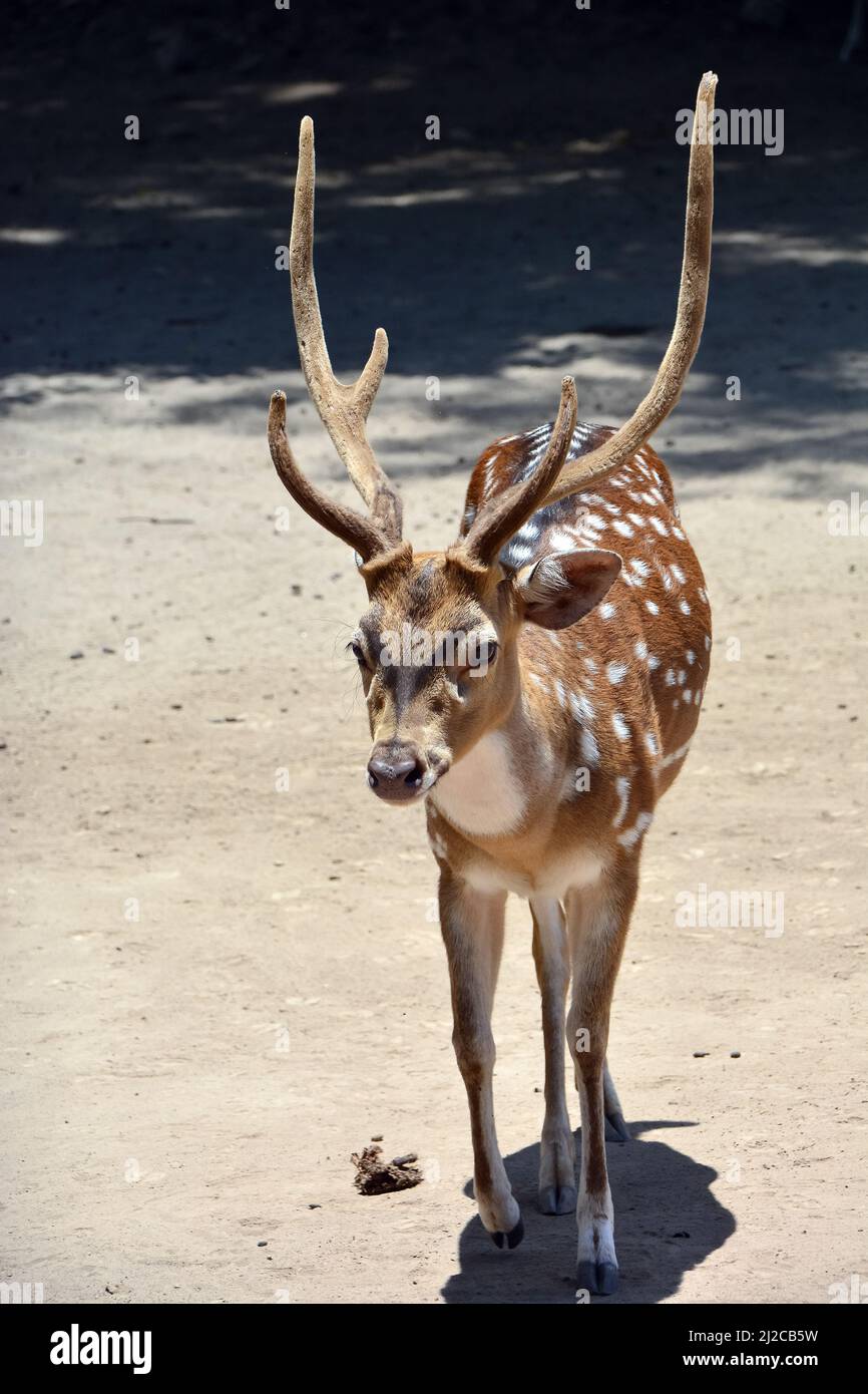 chital, spotted deer or axis deer, Axishirsch, Axis axis, pettyes ...