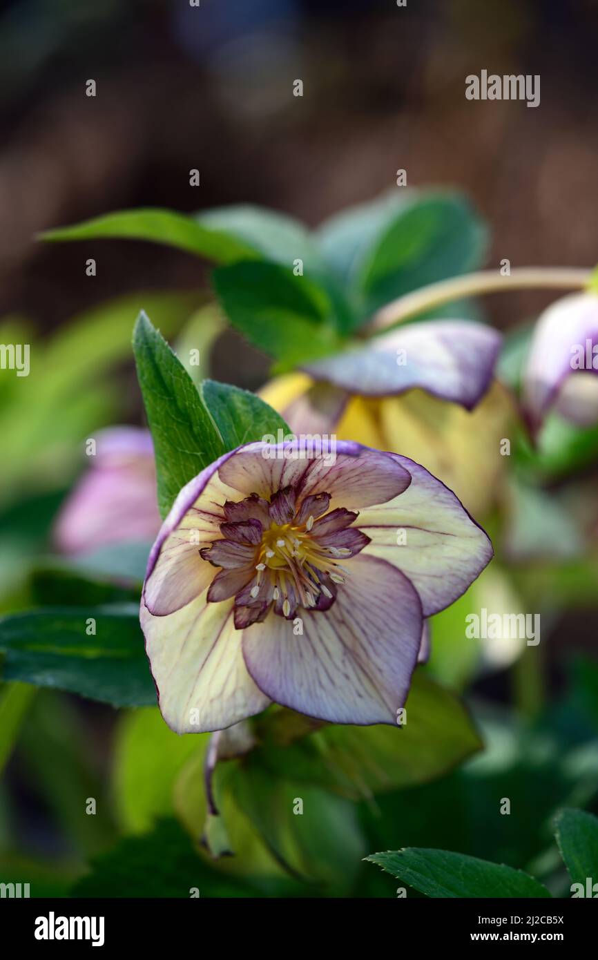 Hellebore,Hellebores,helleborus,picotee,cream,colour,color,hybrid ...