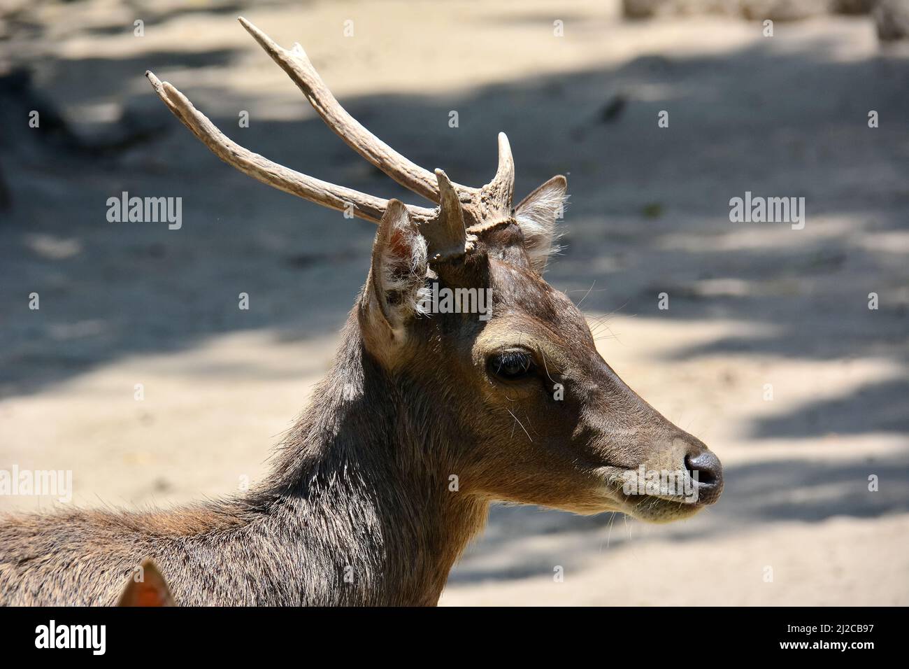Javan rusa or Sunda sambar, Mähnenhirsch, cerf rusa, Rusa timorensis ...