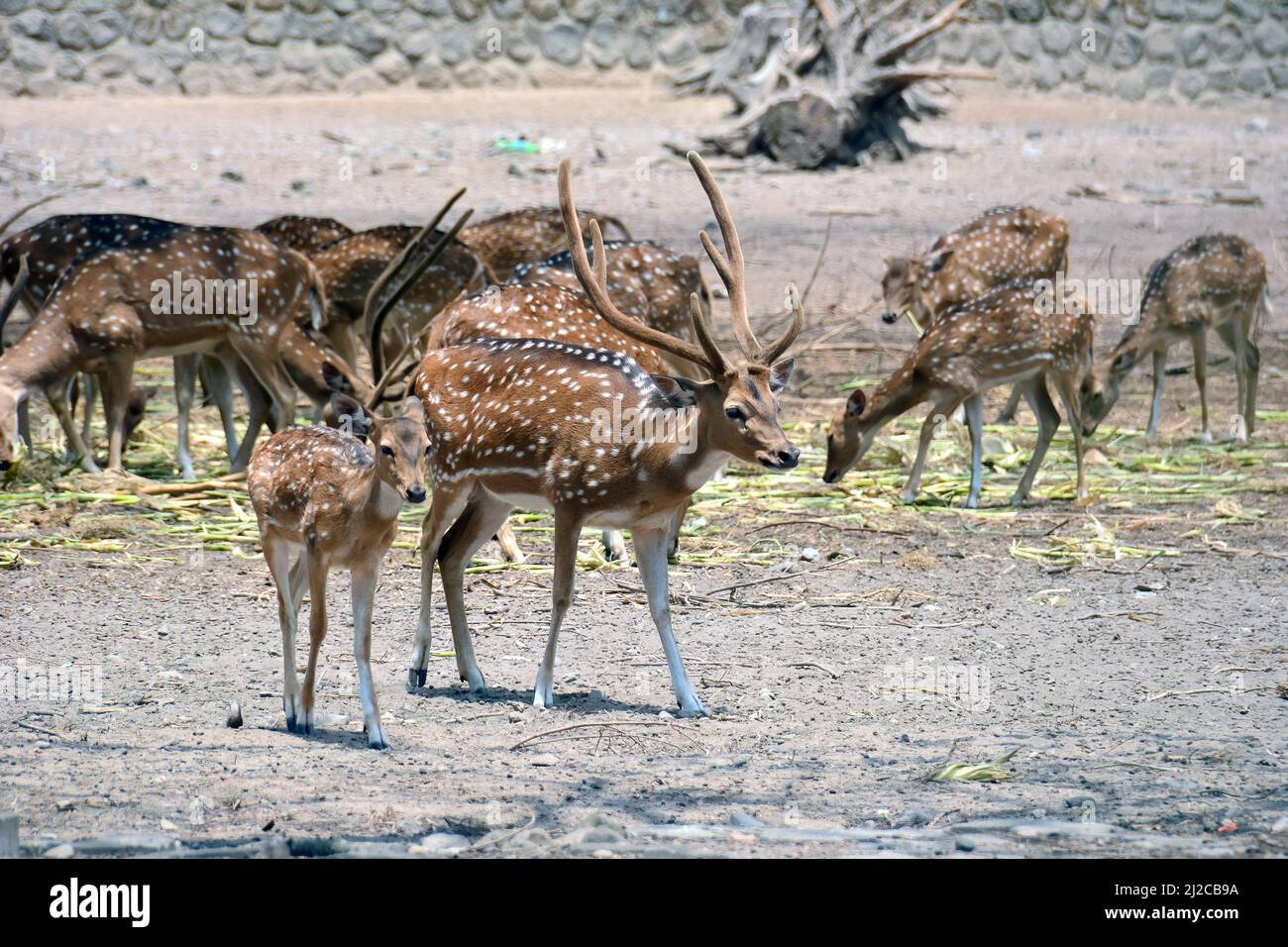 chital, spotted deer or axis deer, Axishirsch, Axis axis, pettyes ...