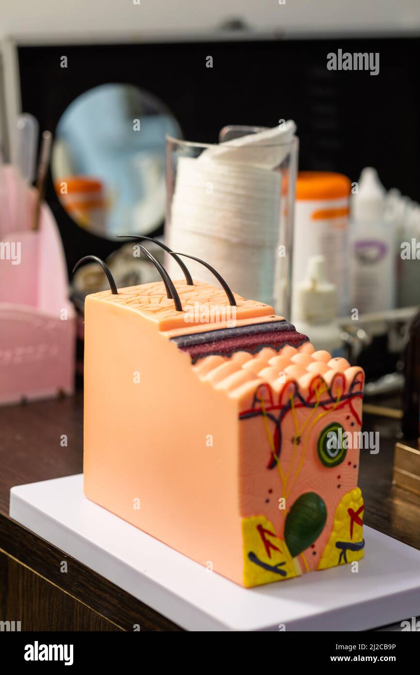 Plastic model of human skin and hair structure for education Stock ...
