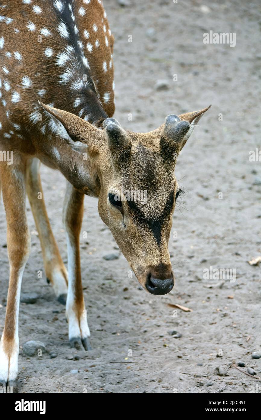 chital, spotted deer or axis deer, Axishirsch, Axis axis, pettyes ...