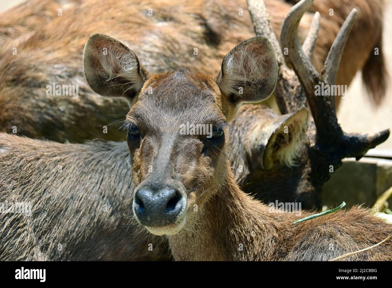 Lon 110 39492000 hi-res stock photography and images - Alamy
