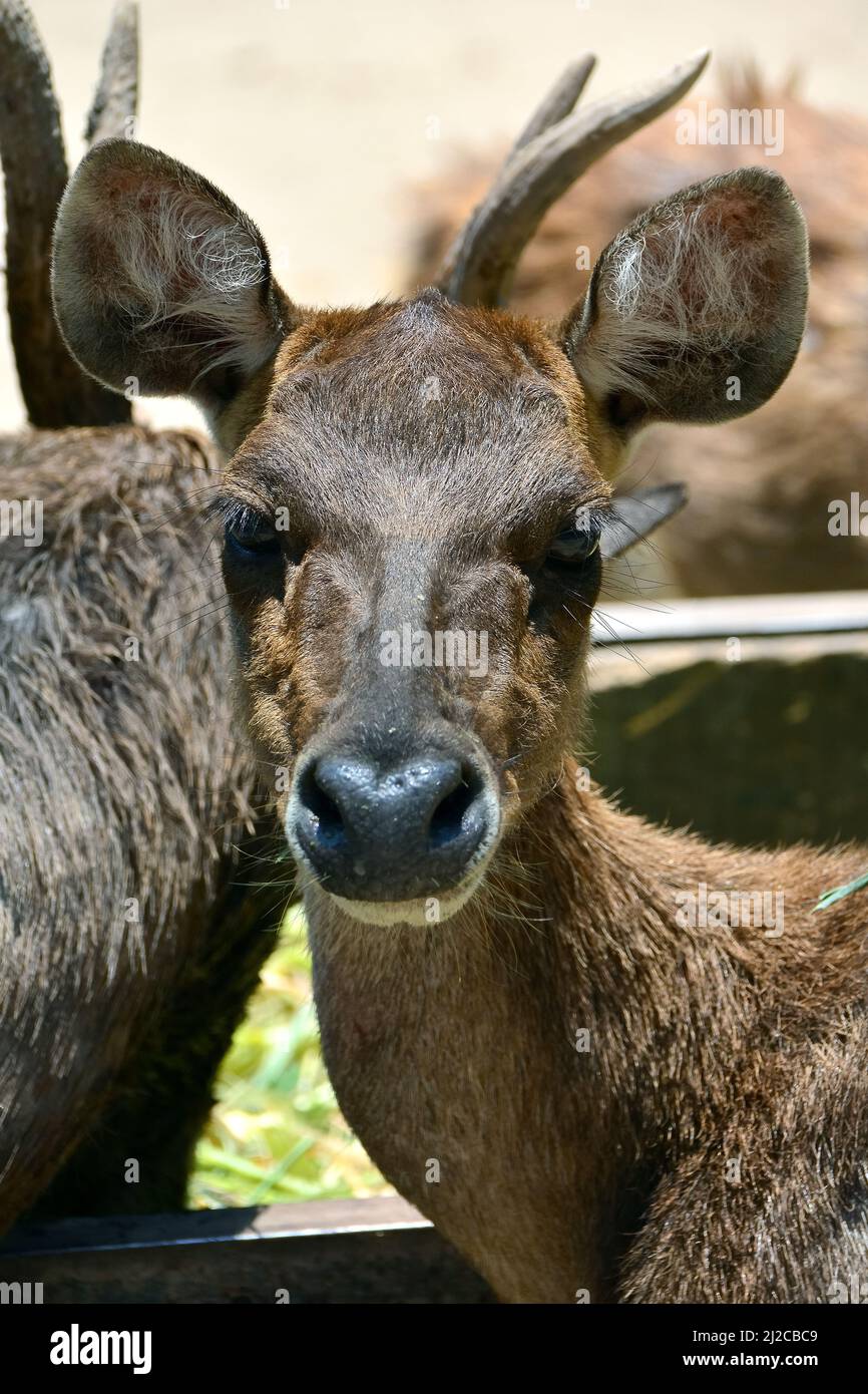 Javan rusa or Sunda sambar, Mähnenhirsch, cerf rusa, Rusa timorensis ...