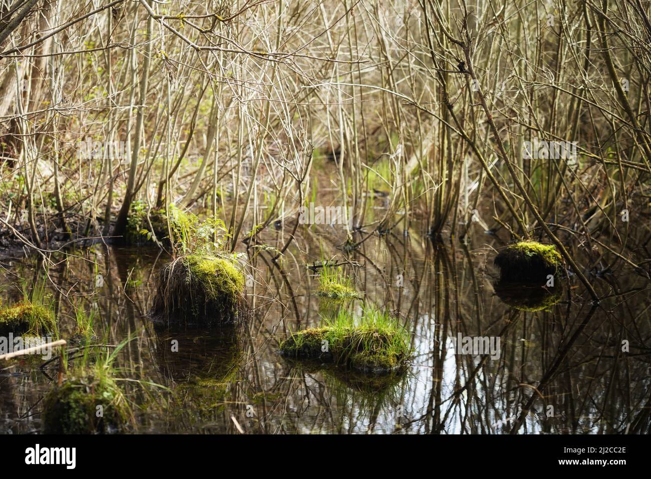 Early spring on the Biebrza marsh, young plants among leafless bushes ...