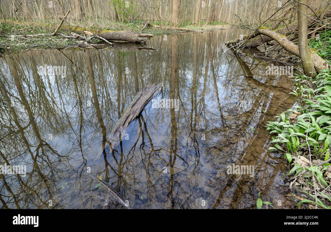 Leipzig, Germany. 29th Mar, 2022. Trees are reflected in the water of ...