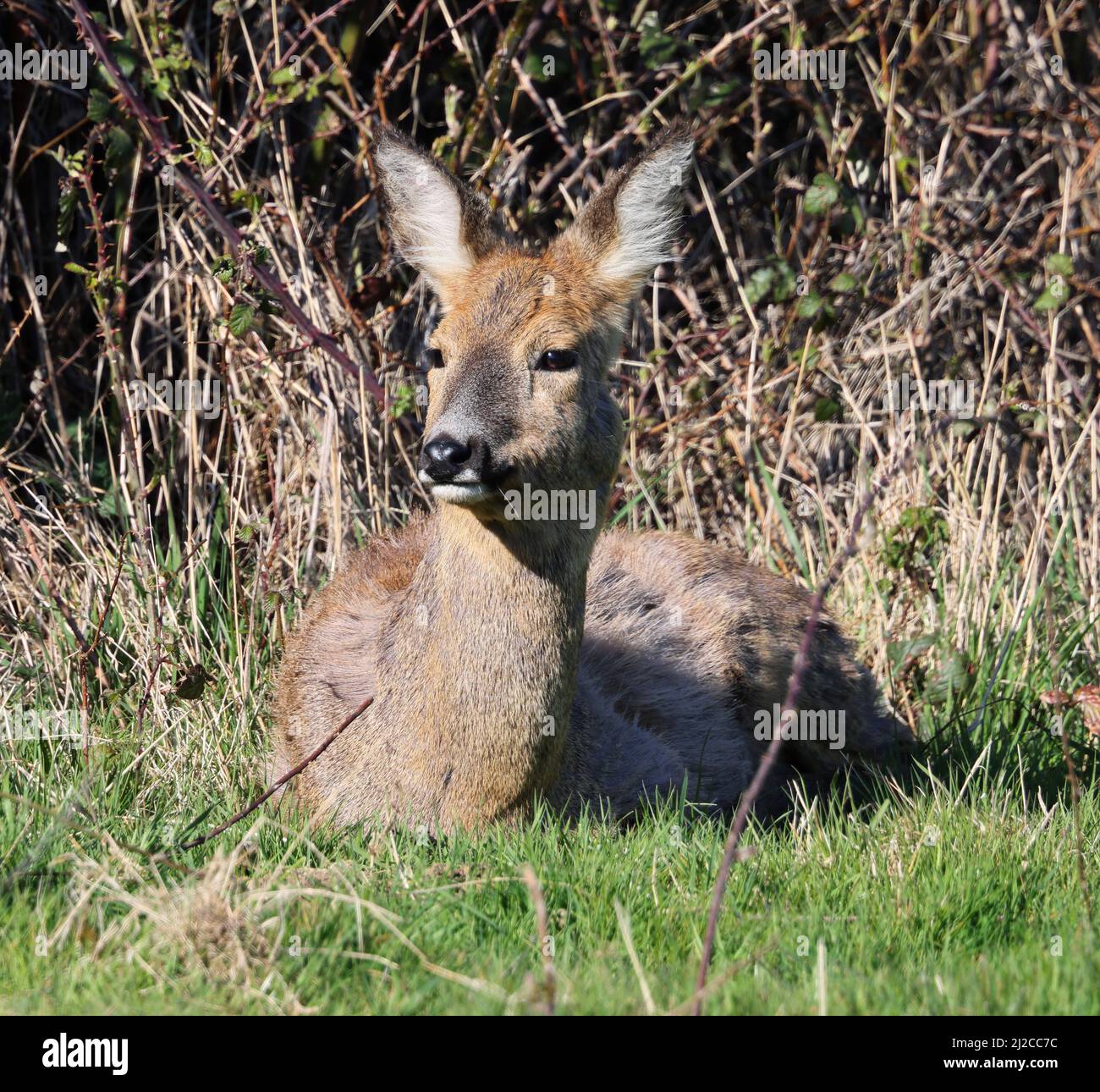 Roe Deer looking relaxed in the early spring sunshine Gloucestershire ...