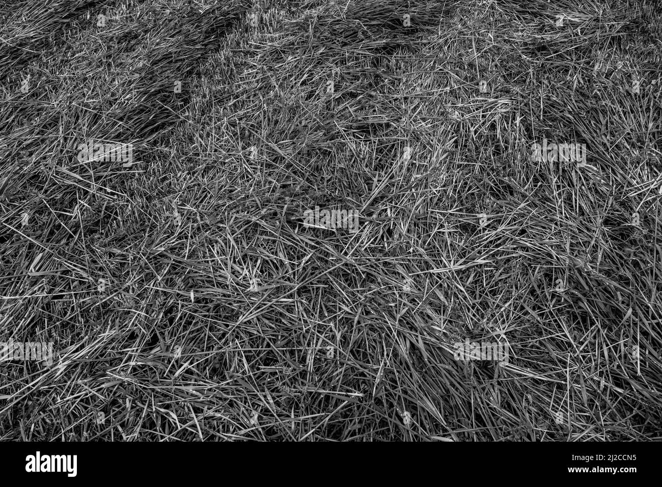 A field of mown grass. Natural texture of a beveled field, background ...