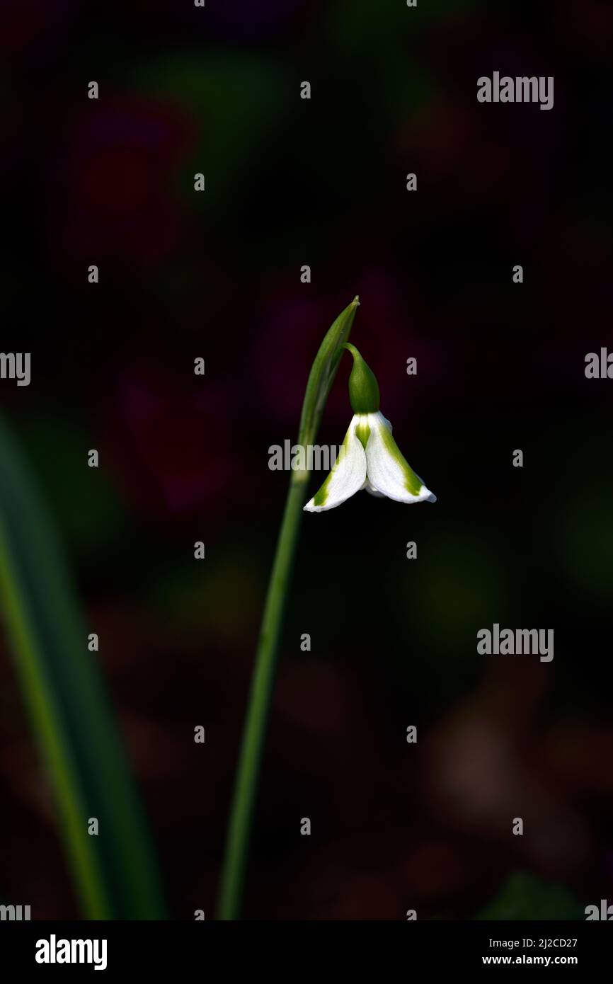 galanthus philippe andre meyer,virescent snowdrops,virescents,snowdrop ...