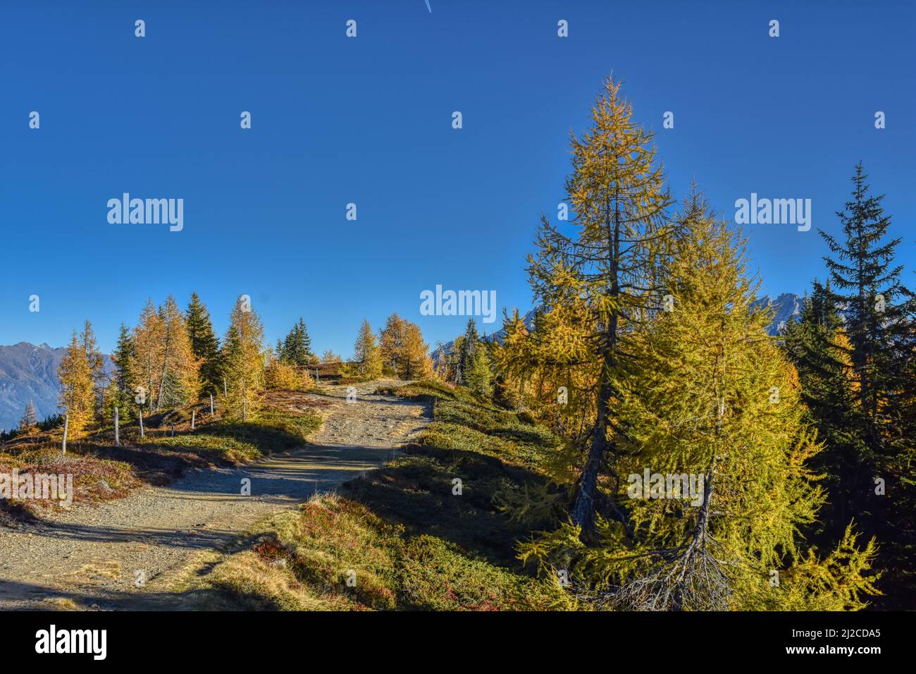 Herbst, Wald, Baum, Bäume, Lärche, Lärchen, Blätter, Nadeln, verfärben, Farbe, Herbstfarben ...