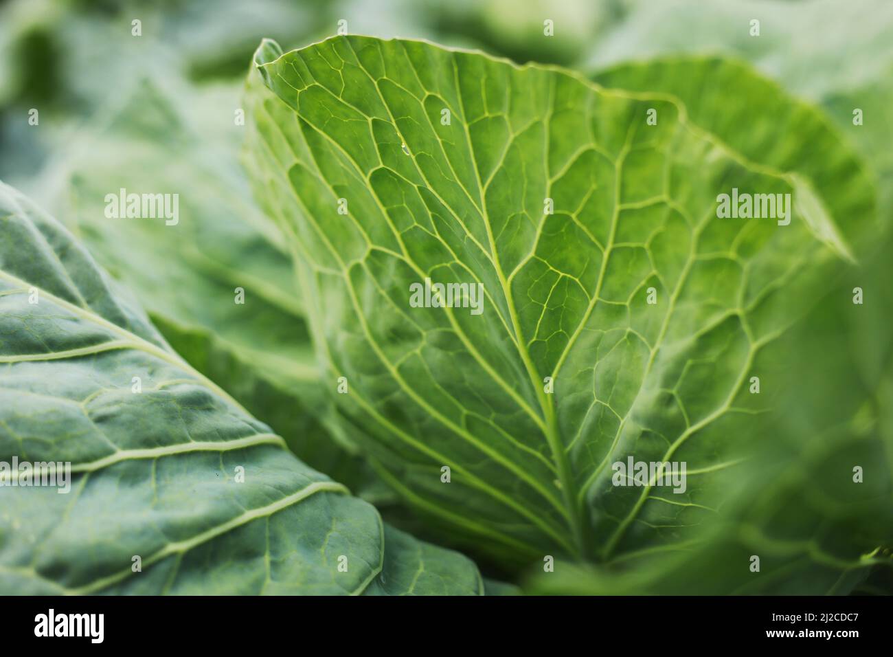 Cabbage grow in the garden. Agriculture. Healthy and healthy food for ...