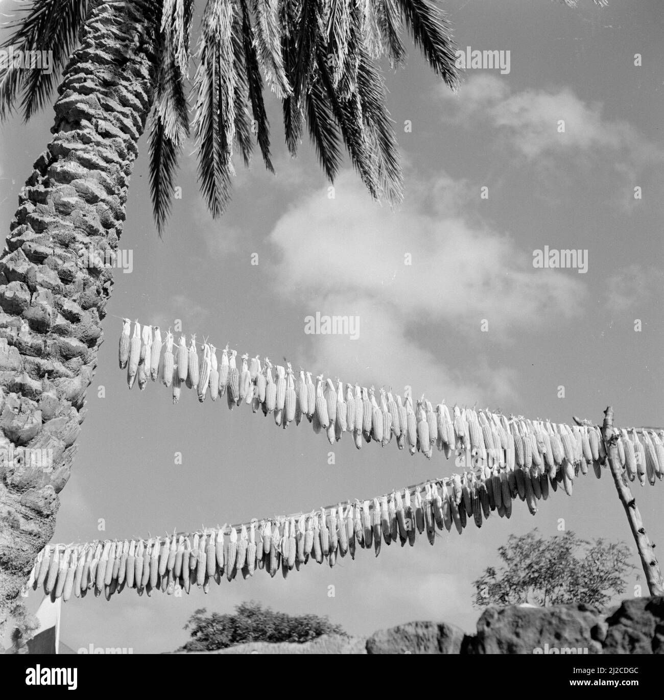 Hanging between trees Black and White Stock Photos & Images - Alamy