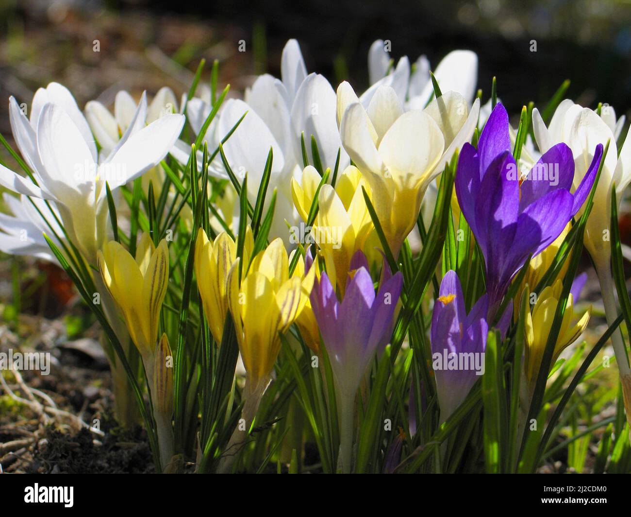 Kronblad hi-res stock photography and images - Alamy