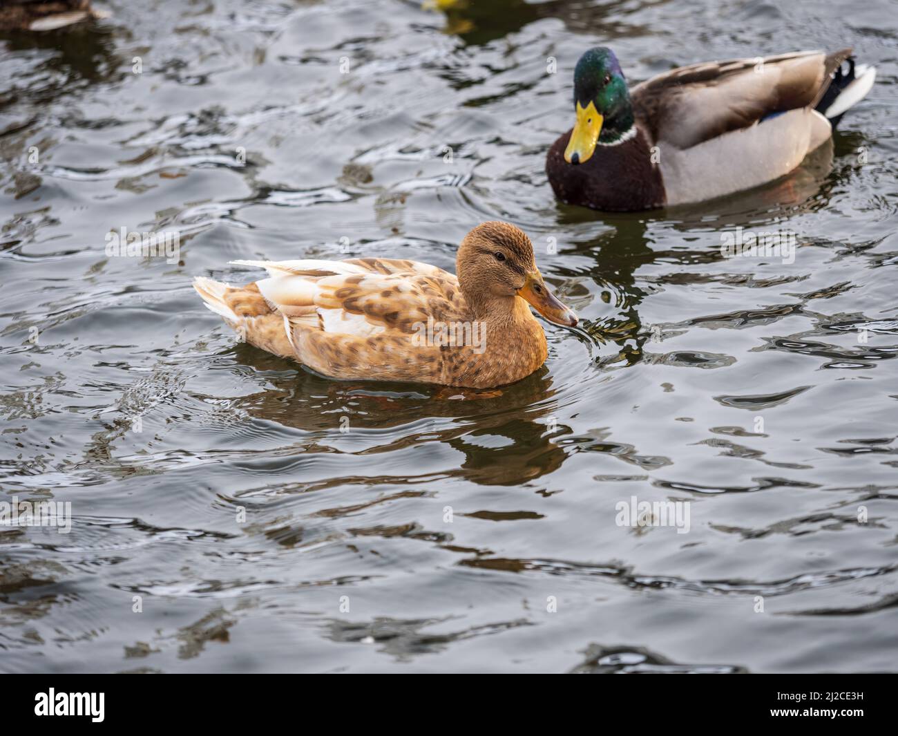Yellow colored Mallard female Duck swims in the pond. Animal ...