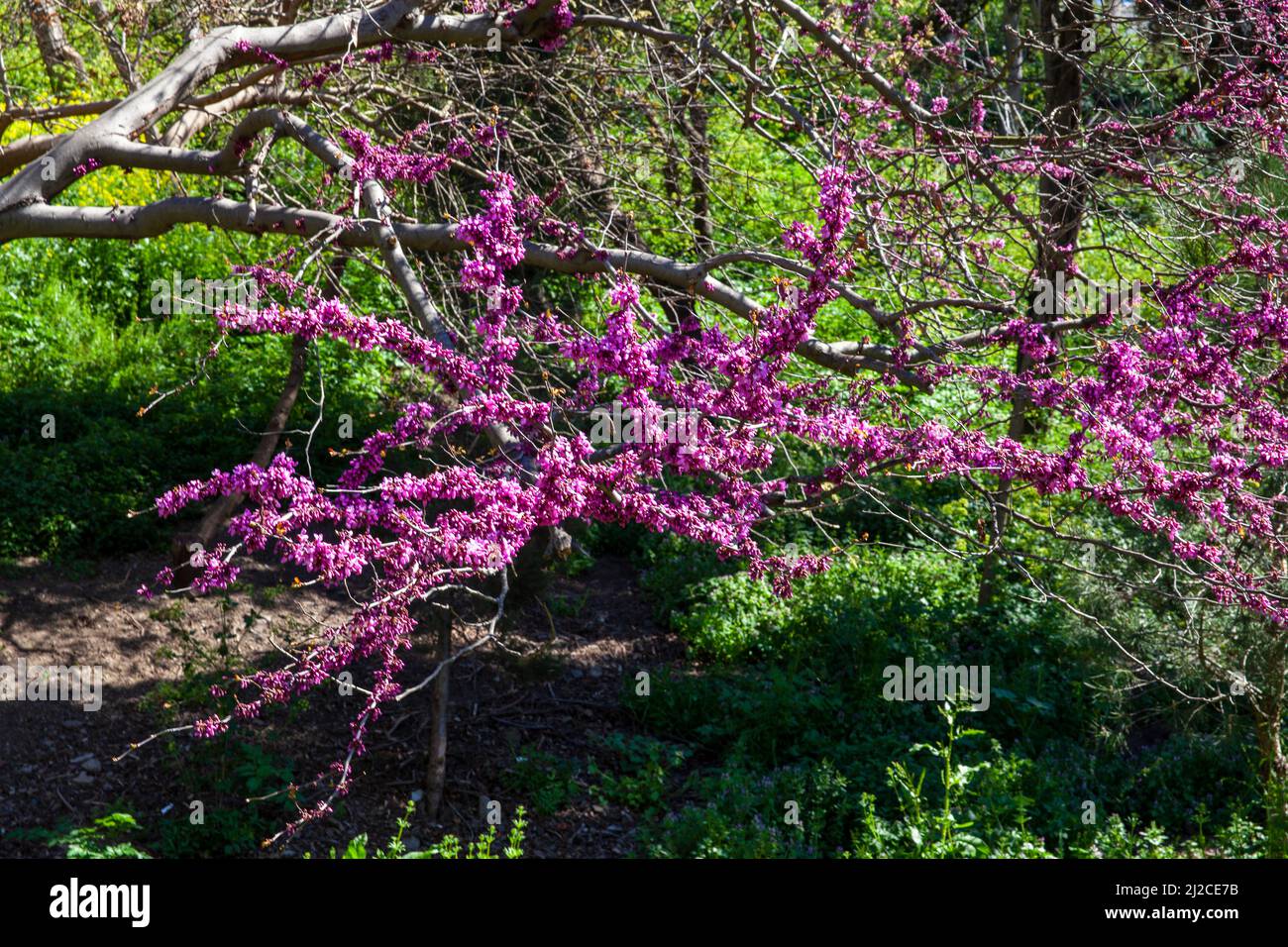 beautiful spring pink flowers Stock Photo - Alamy