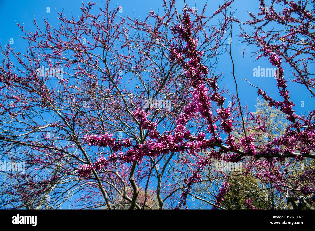 beautiful spring pink flowers Stock Photo - Alamy