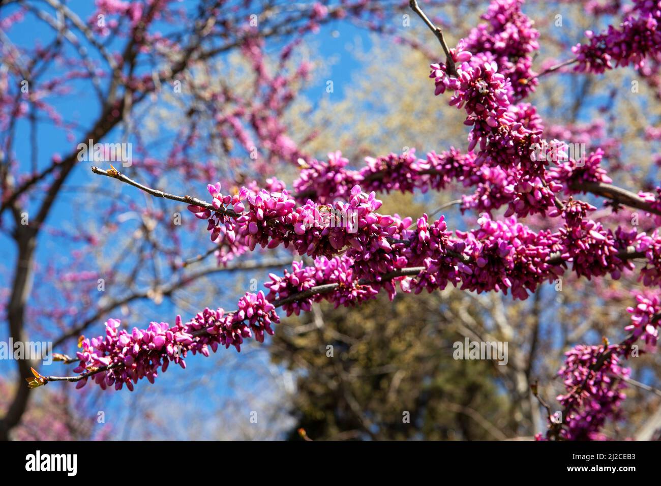 beautiful spring pink flowers Stock Photo - Alamy