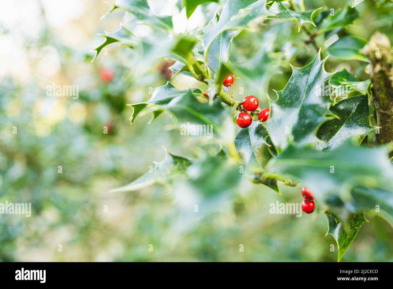 Ilex branches in spring dark green and red Berrys Stock Photo - Alamy