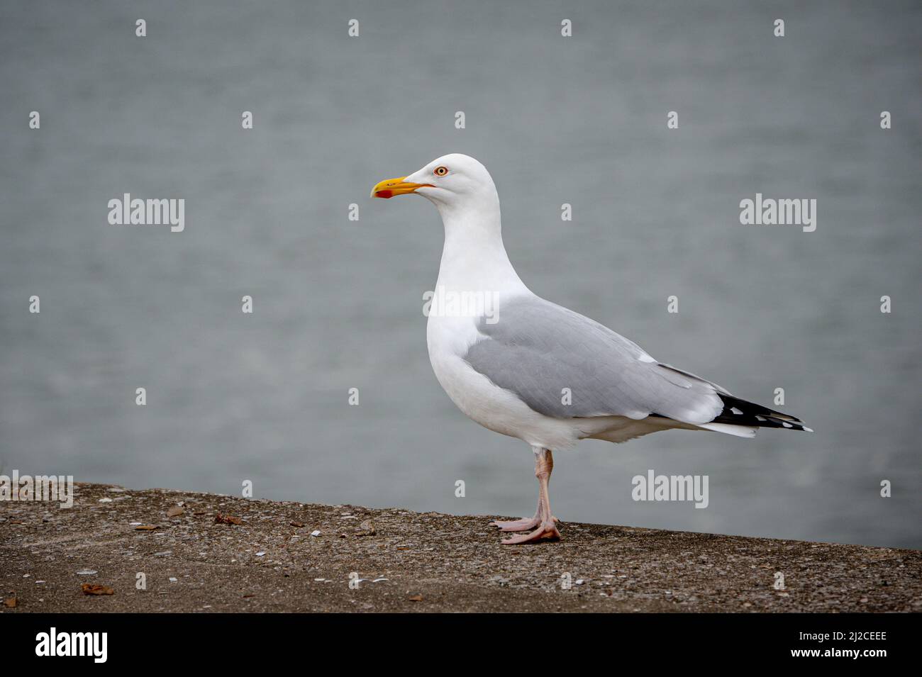 Devon seabirds sea birds hi-res stock photography and images - Alamy