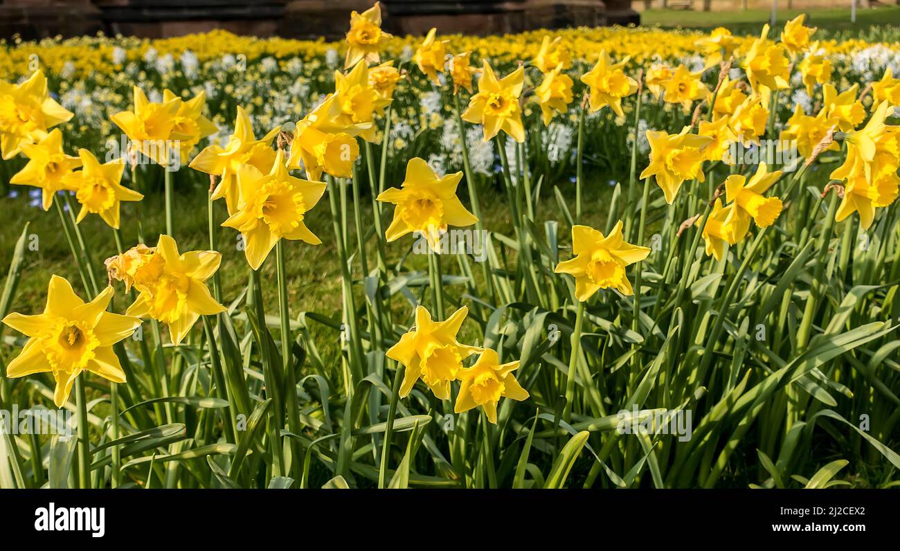 Daffodils low angle Stock Photo - Alamy