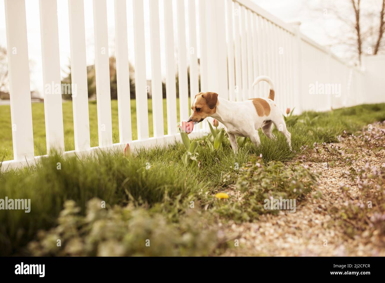 Dog smelling flowers hi-res stock photography and images - Alamy