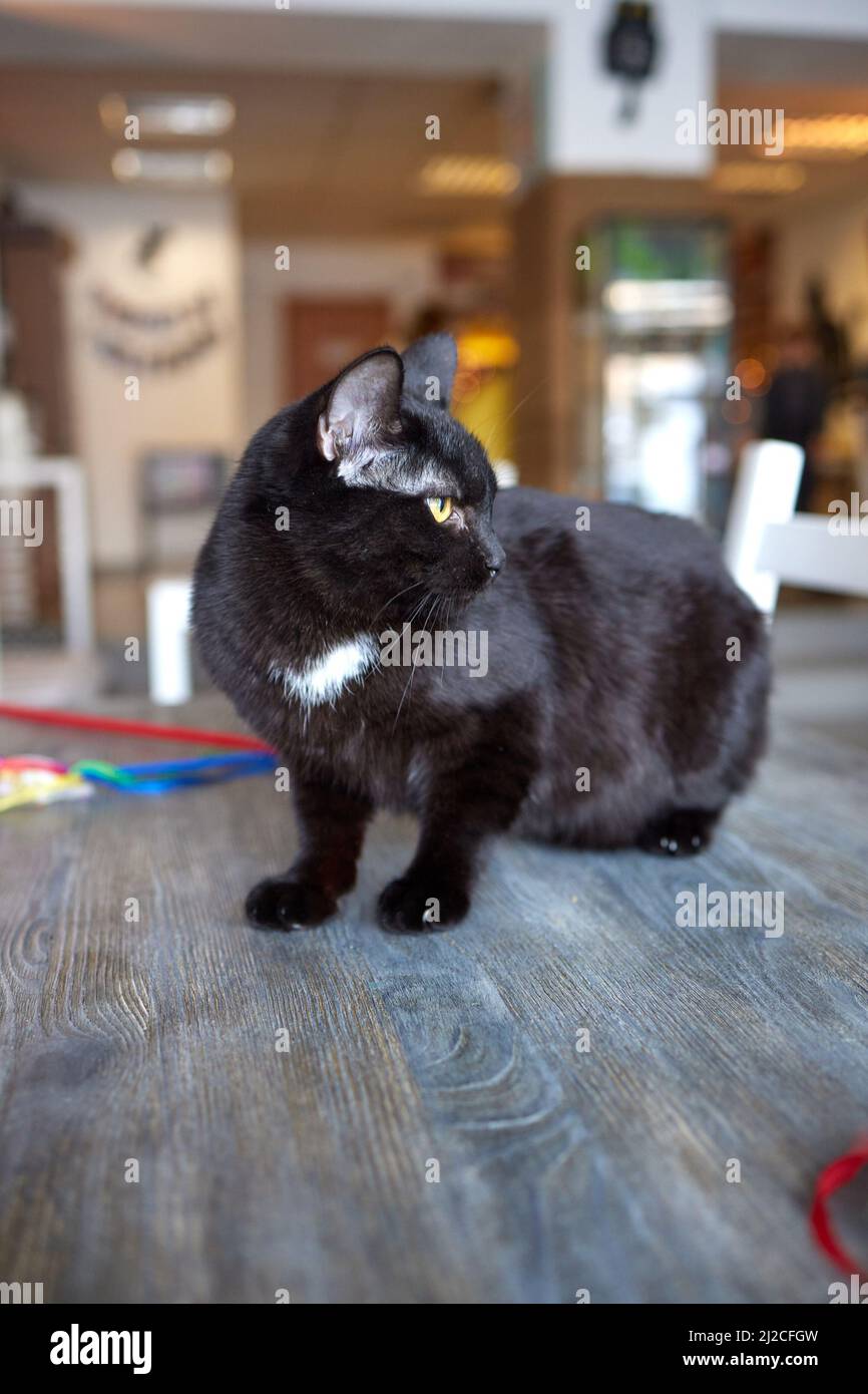 cat lying down on wooden table looking at camera Stock Photo - Alamy