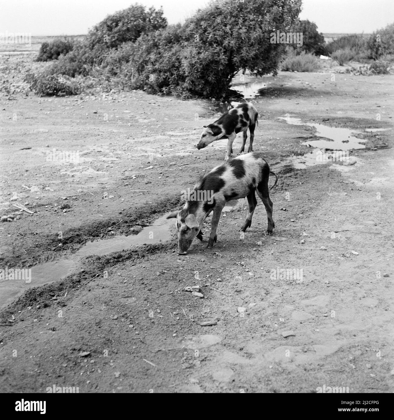 Dutch pigs Black and White Stock Photos & Images - Alamy