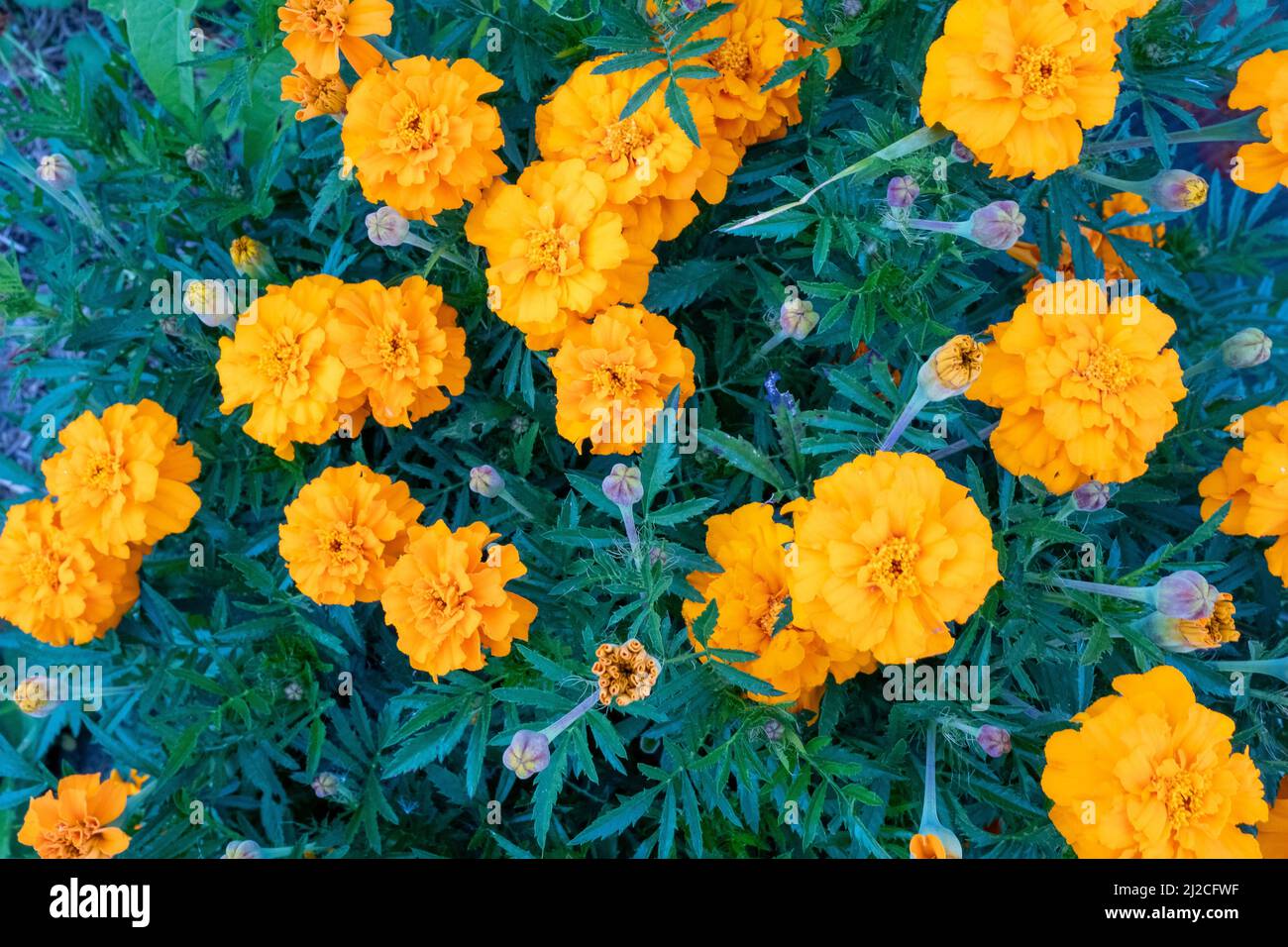 Yellow tagetes flowers, close-up. Background from bright french ...