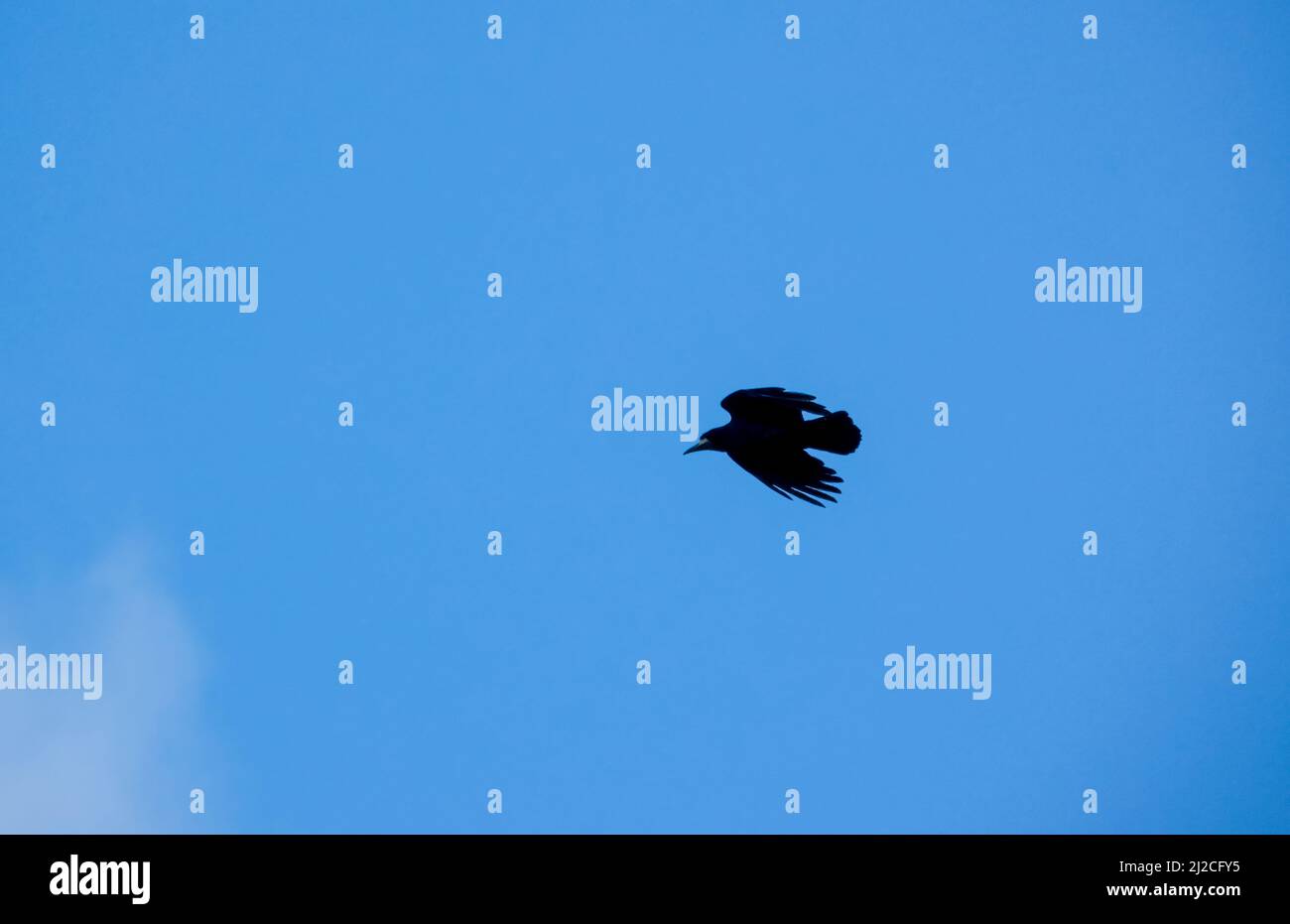 a rook (Corvus frugilegus) in flight under a clear blue sky Stock Photo ...