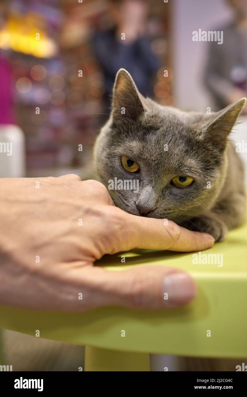 cat lying down on wooden table looking at camera Stock Photo - Alamy