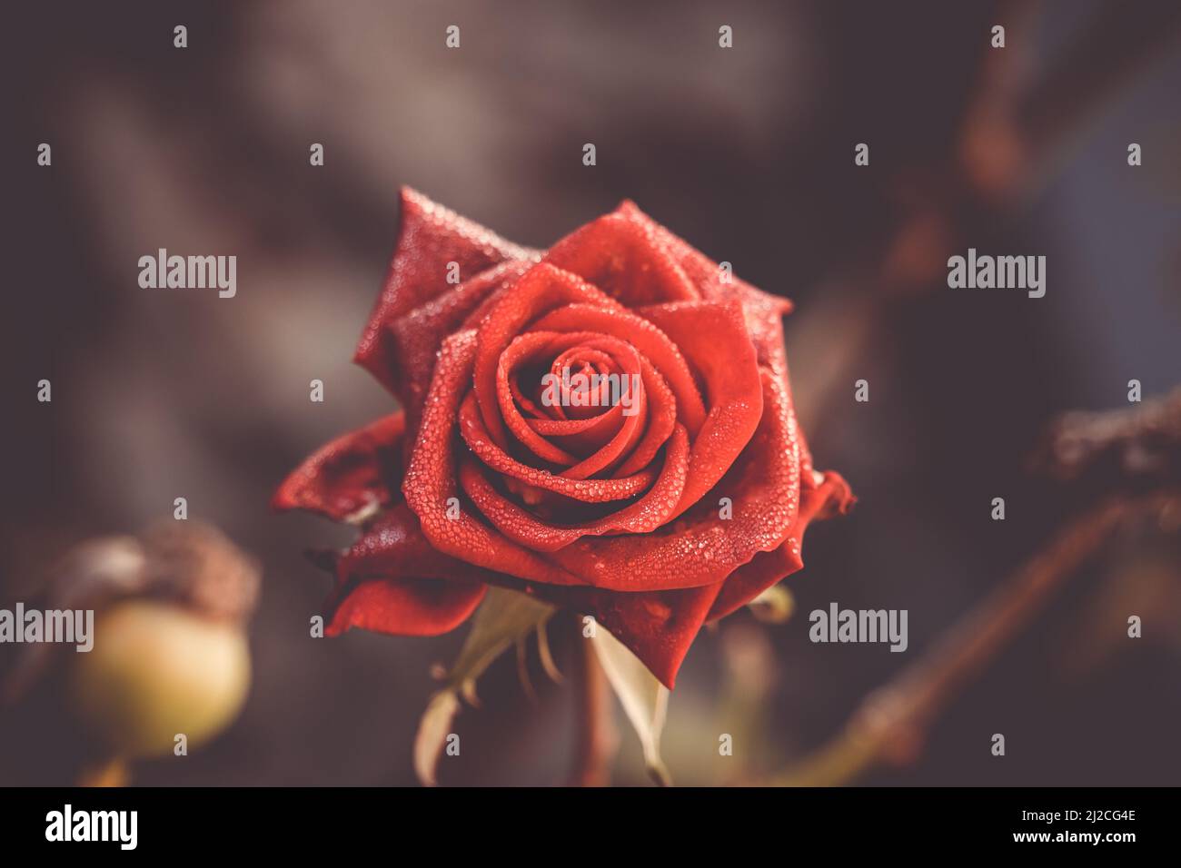 Retro background with beautiful red rose. vintage style Stock Photo - Alamy