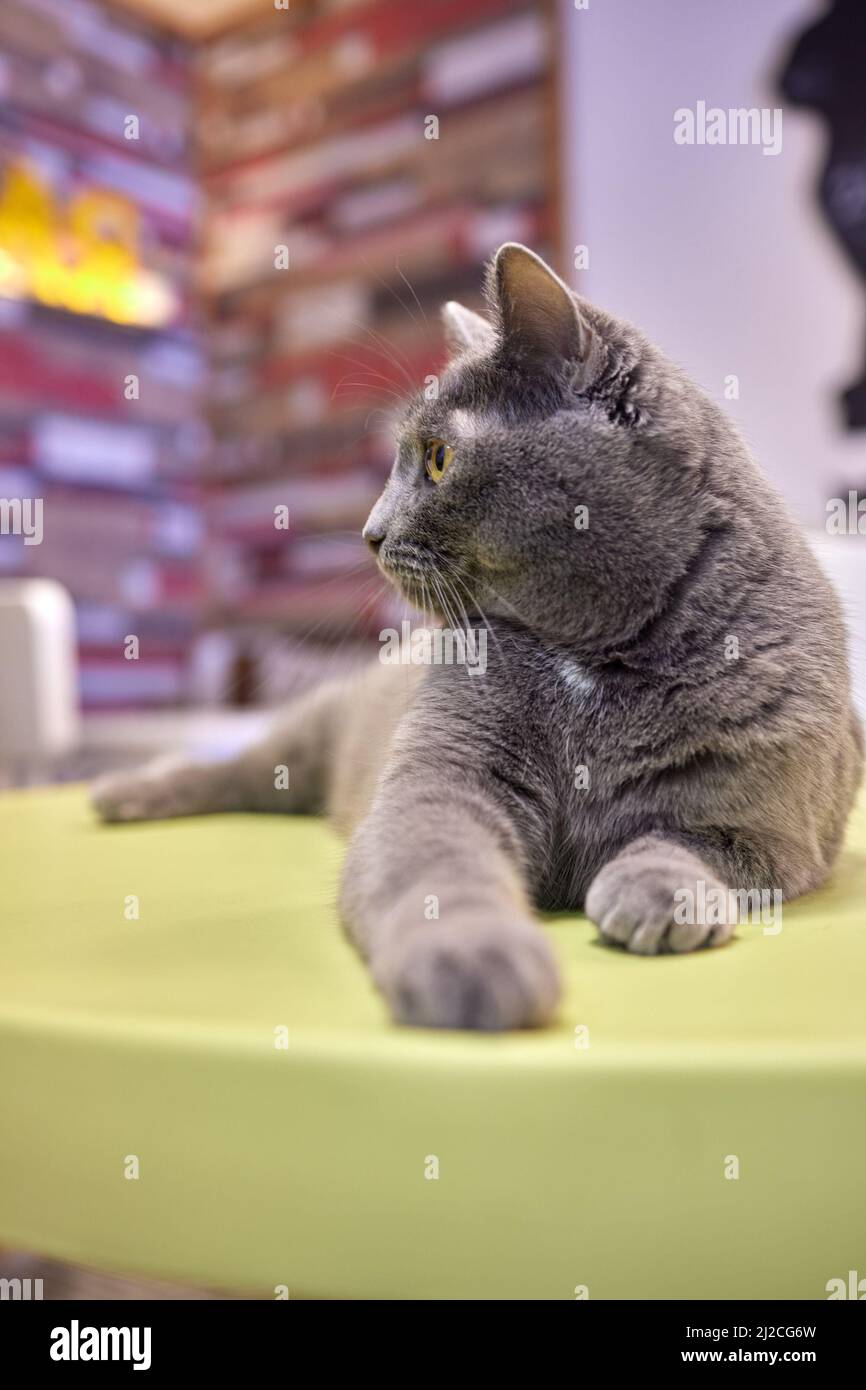 cat lying down on wooden table looking at camera Stock Photo - Alamy