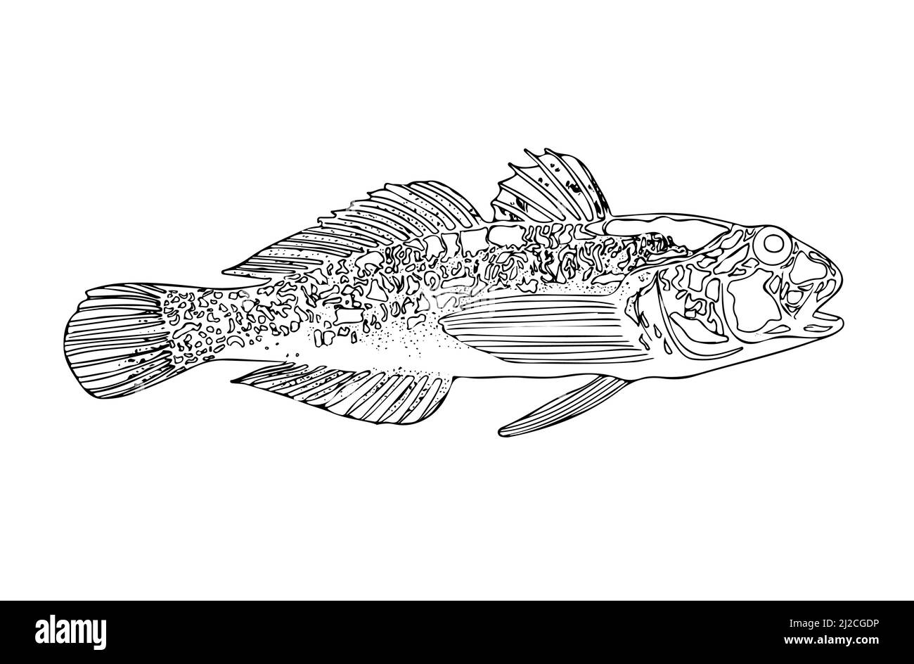 Graphic design. Goby fish Stock Vector Image & Art - Alamy