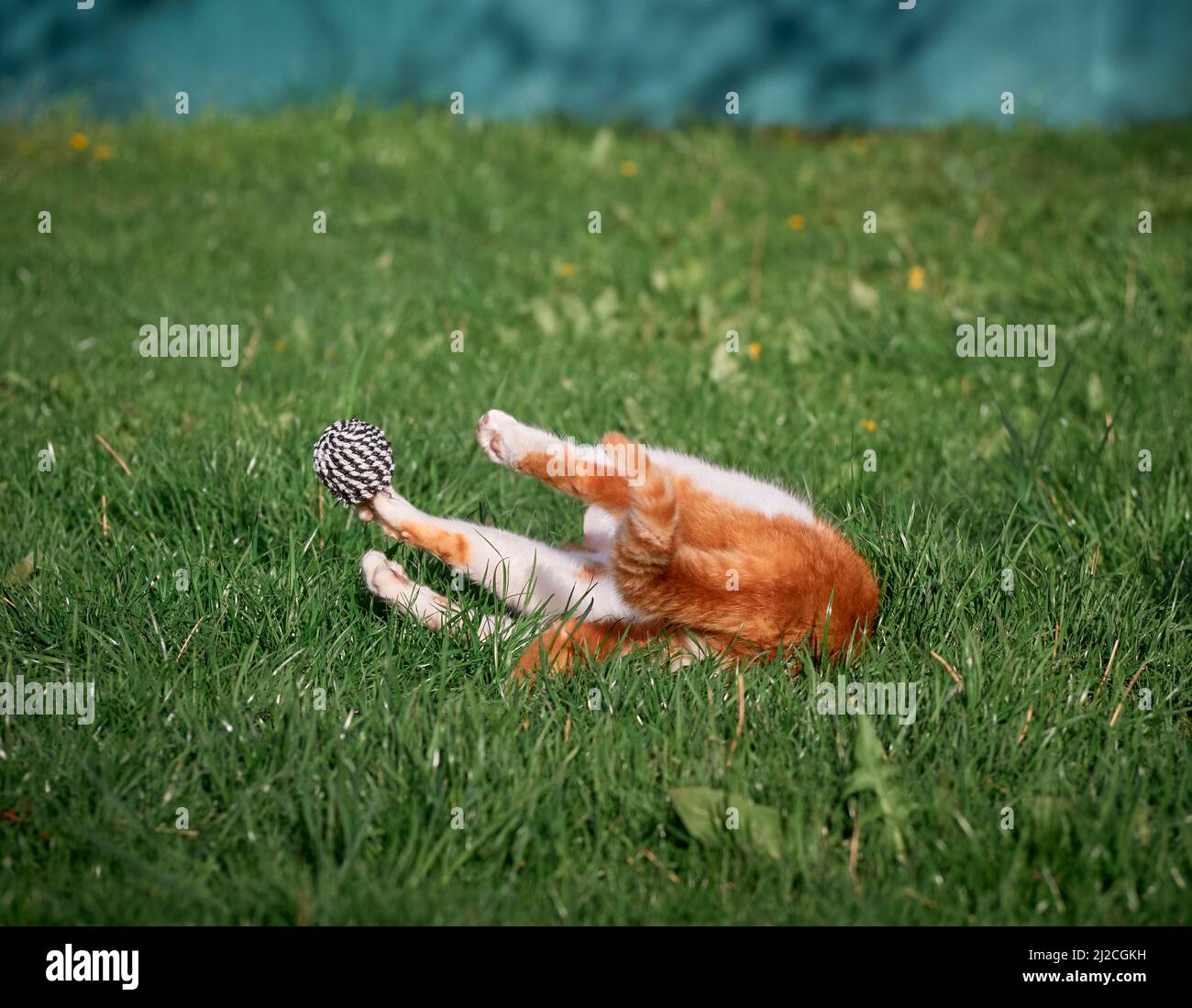 Curious cat hunting playing hi-res stock photography and images - Alamy