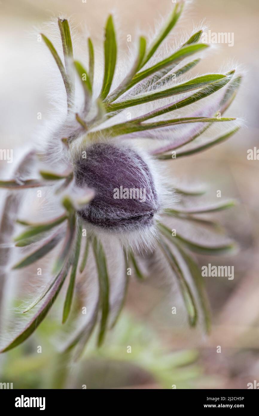 Pulsatilla pratensis bohemica - Small Pasque Flower Stock Photo - Alamy