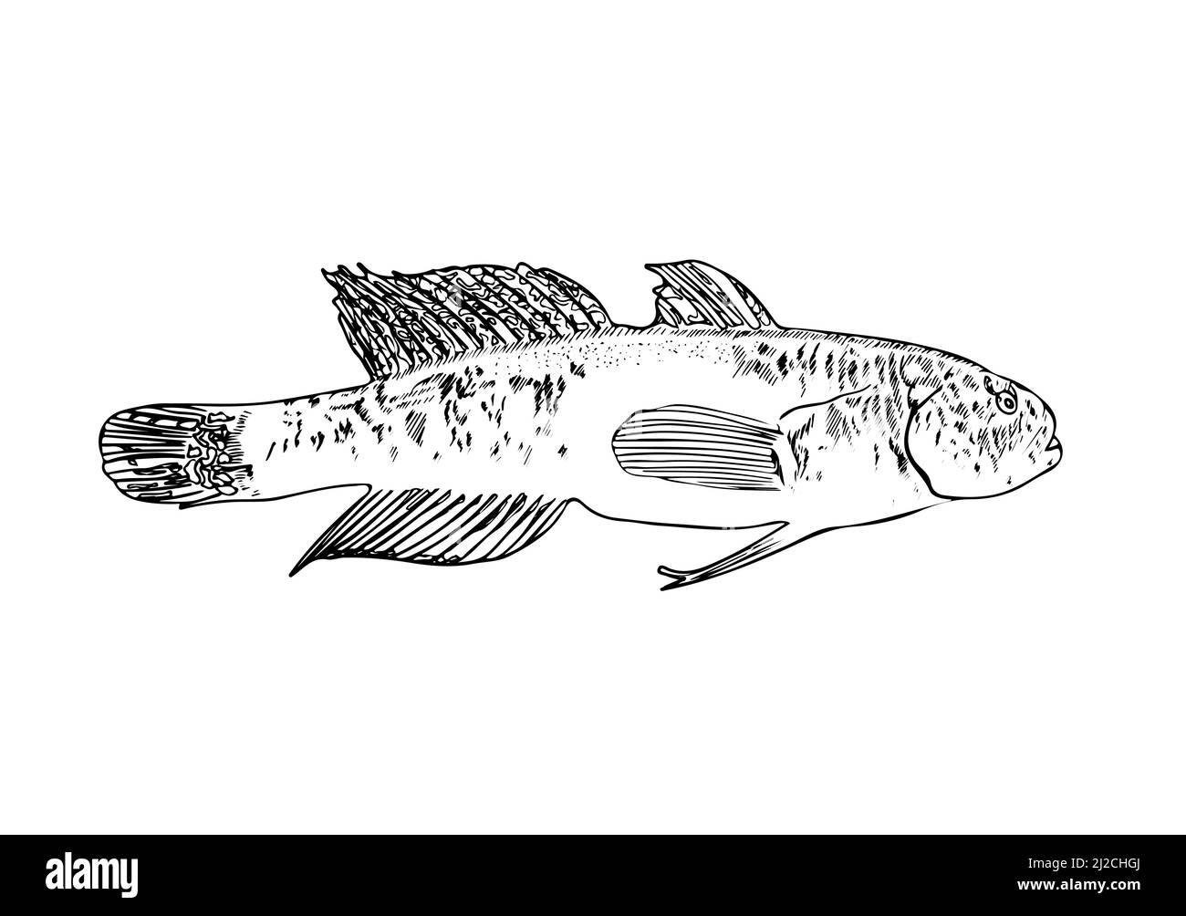 Graphic design. Goby fish Stock Vector Image & Art - Alamy