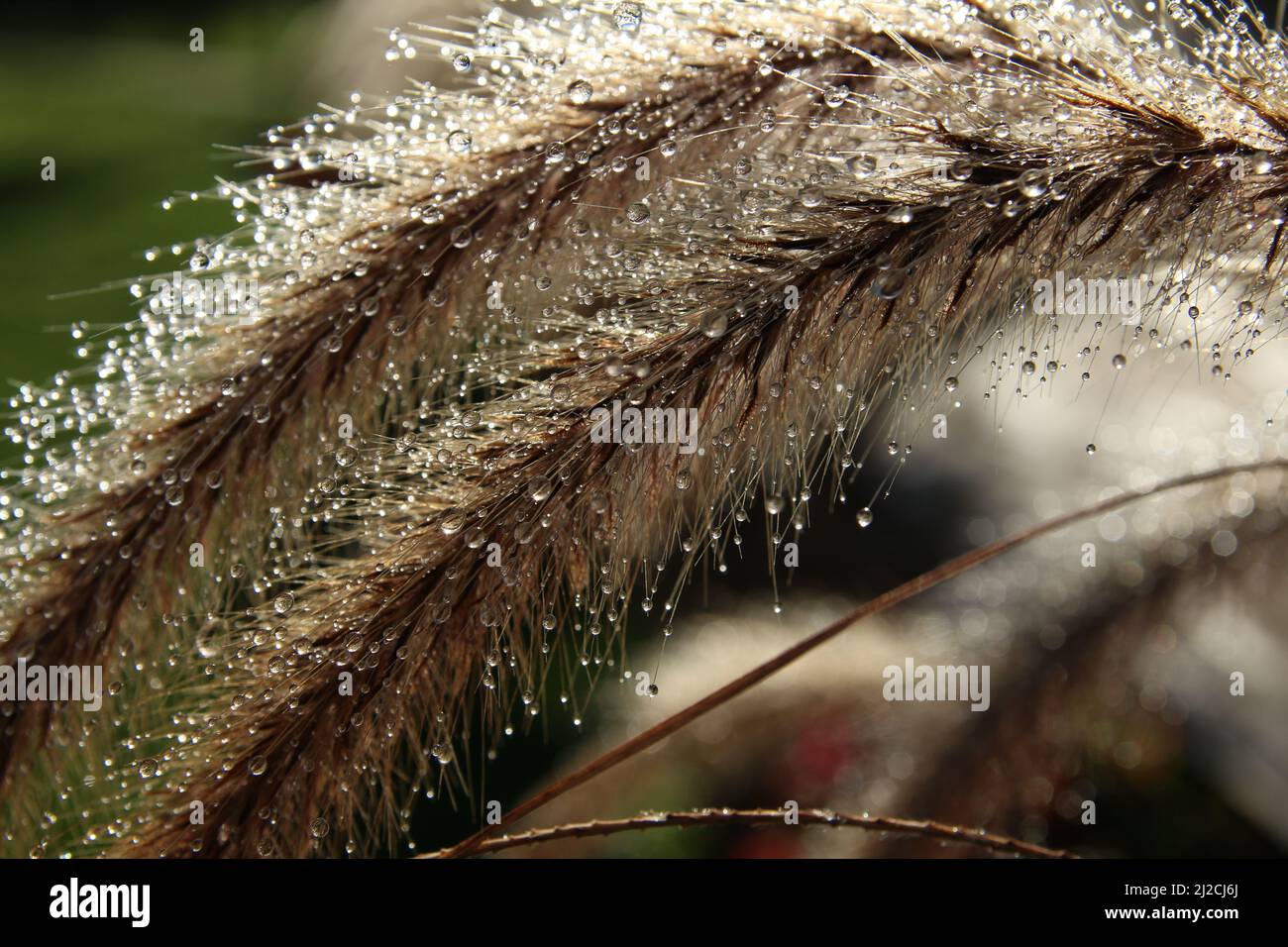 The Anthoxanthum odoratum, known as sweet vernal grass Stock Photo - Alamy