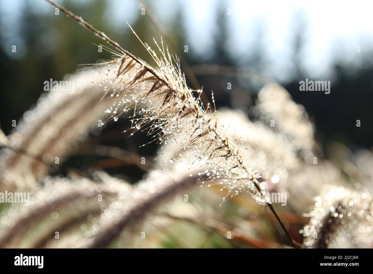 The Anthoxanthum odoratum, known as sweet vernal grass Stock Photo - Alamy