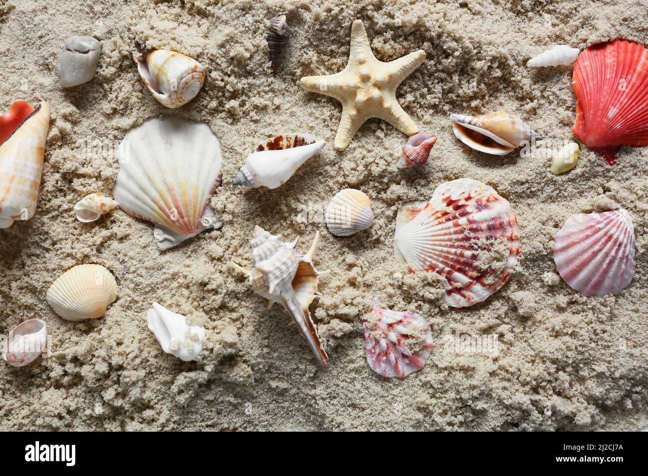 Many different sea shells on beach sand, top view Stock Photo - Alamy