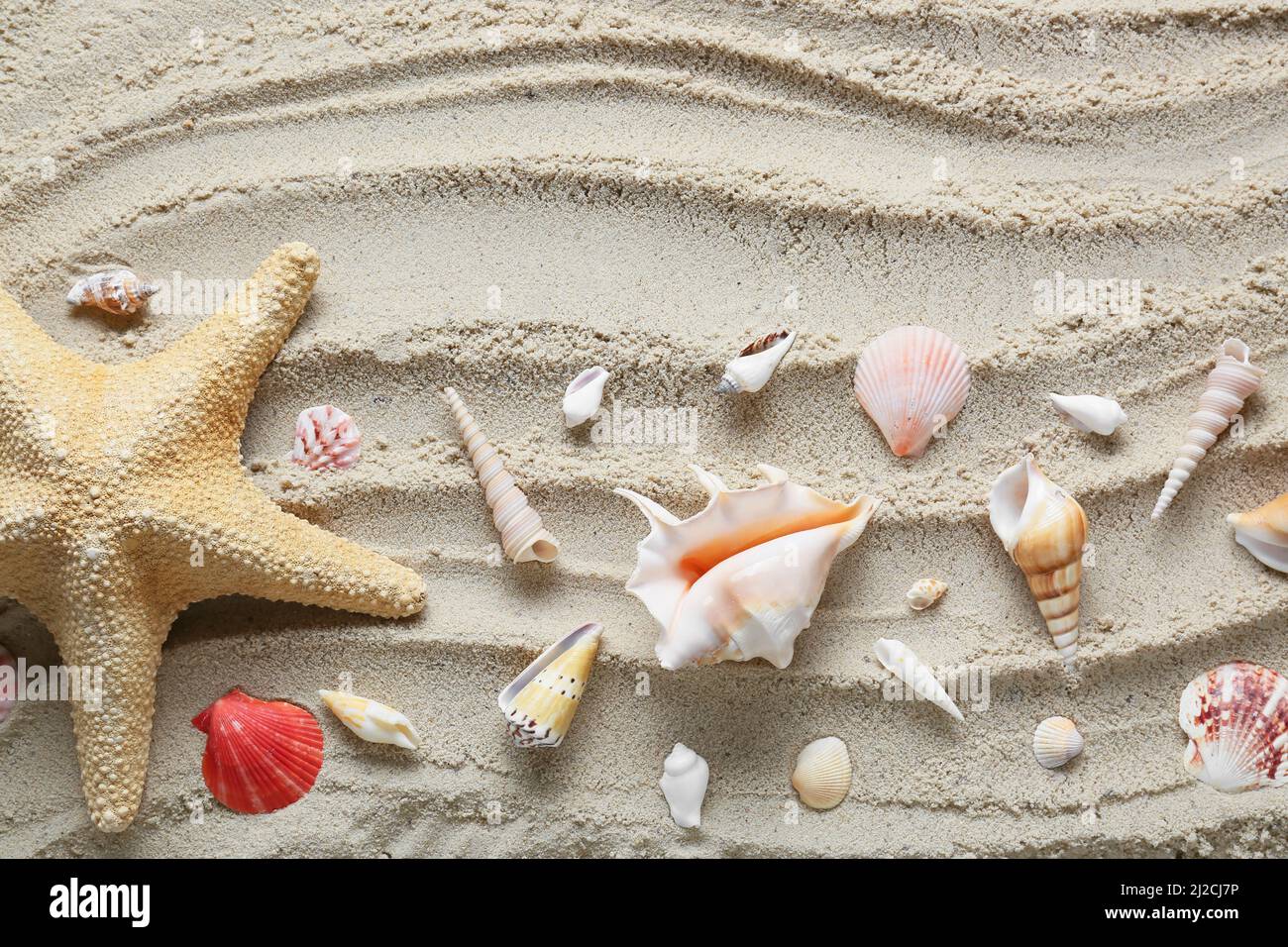 Many different sea shells and starfish on beach sand, top view Stock ...