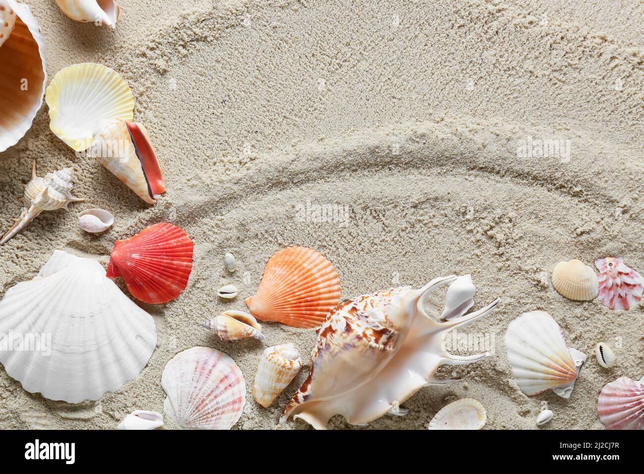 Many different sea shells on beach sand Stock Photo - Alamy