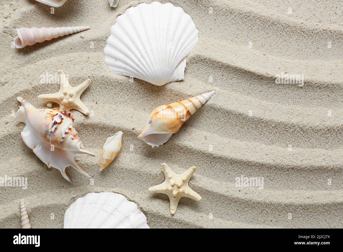 Many different sea shells and starfish on beach sand Stock Photo - Alamy