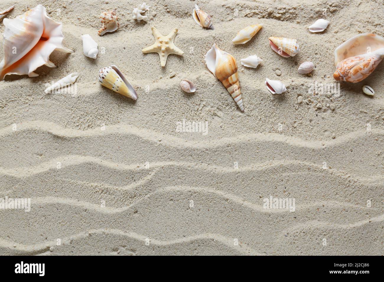 Many different sea shells and starfish on beach sand Stock Photo - Alamy
